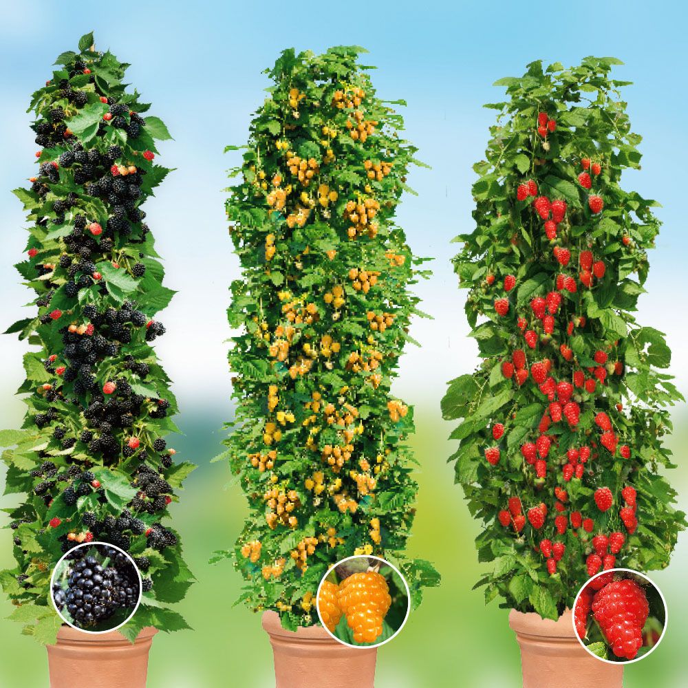 4 Maliníky + 2 ostružiníky, sestava | Sestavy drobného ovoce | Drobné ...